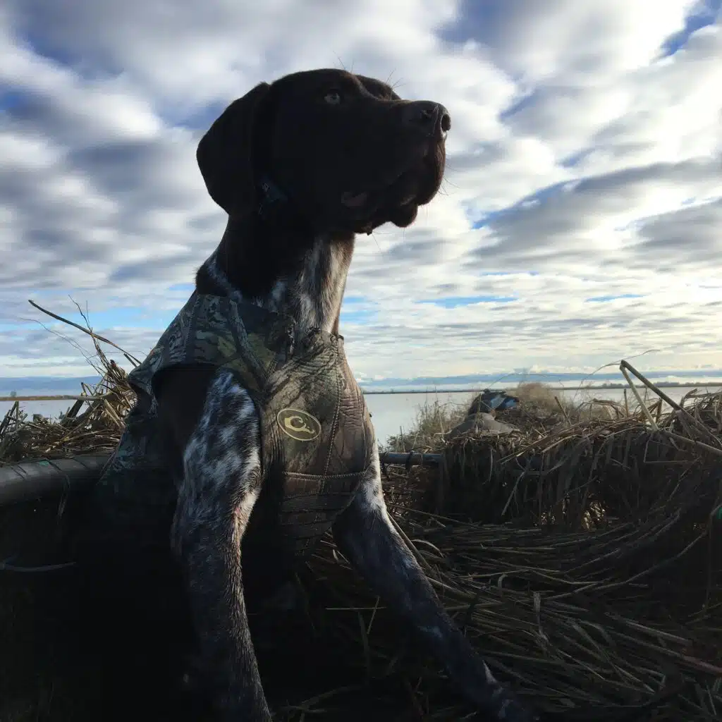 RKC Hunting Dogs - Hunting & Gun Dog Breeder & Trainer - Southern CA