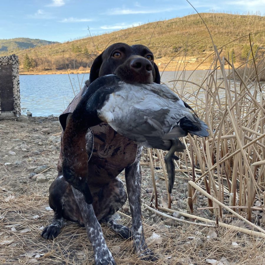 About - RKC Hunting Dogs